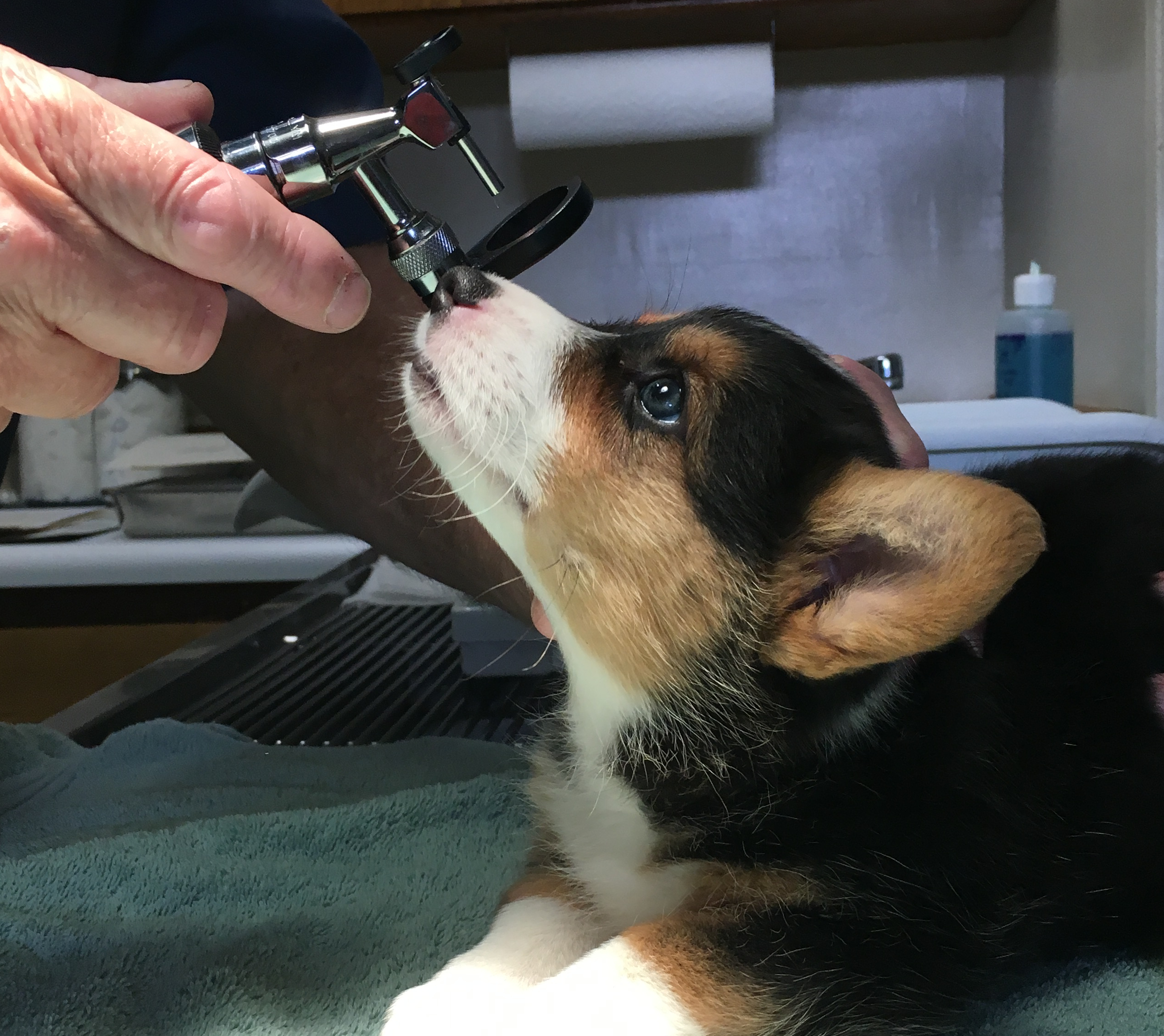 Bear Creek Corgis – Health Tested AKC Pembroke Welsh Corgis