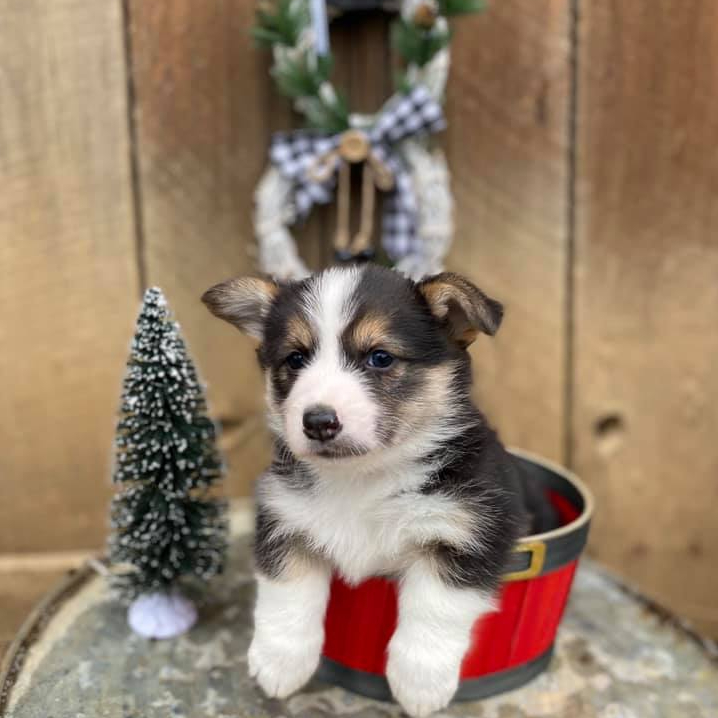 AVAILABLE PUPPIES – Bear Creek Corgis