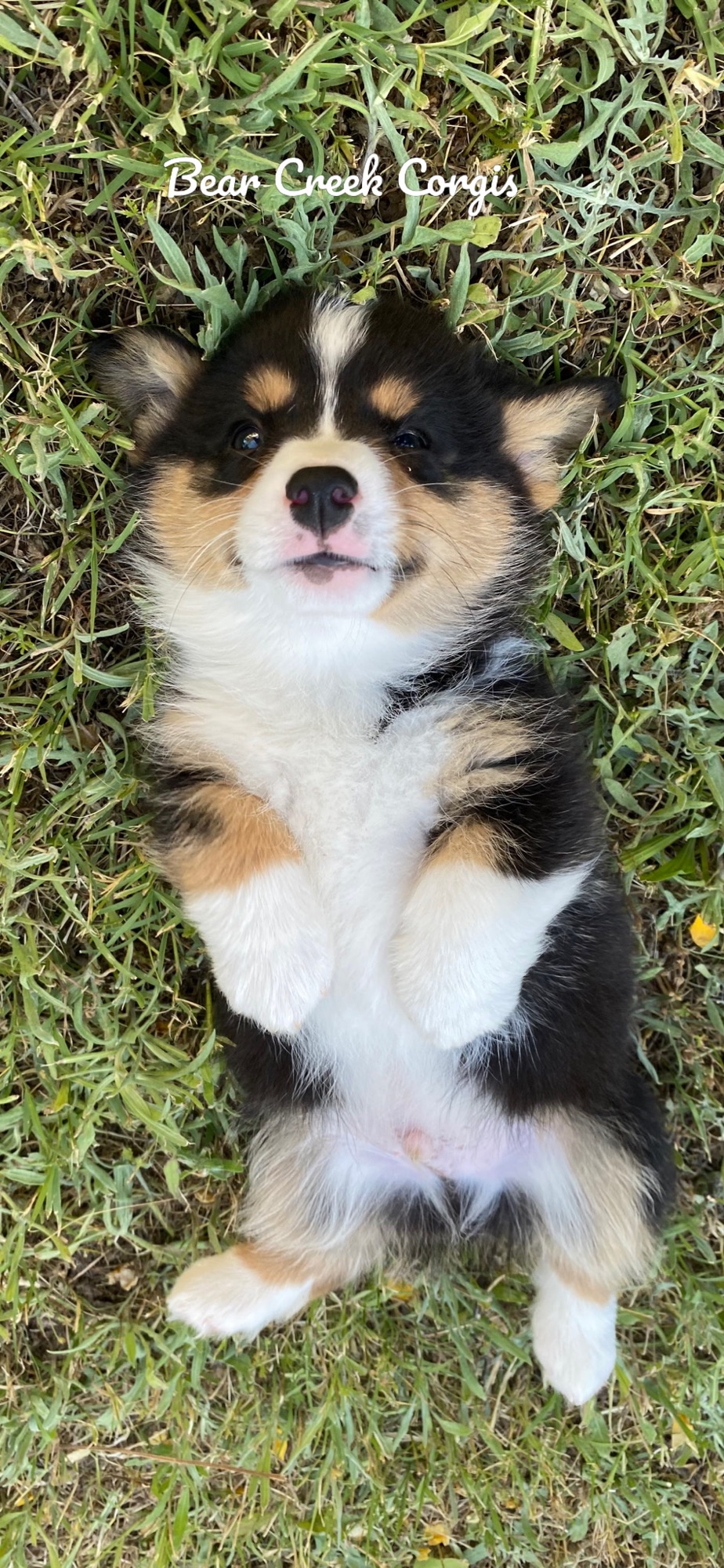 Happy International Corgis Day – Bear Creek Corgis